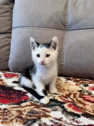 Котёнок Кай в добрые руки