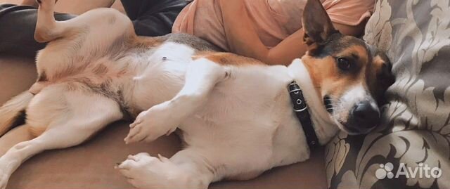 Ищет дом мелкая собачка