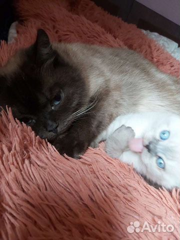 Сиамские котята