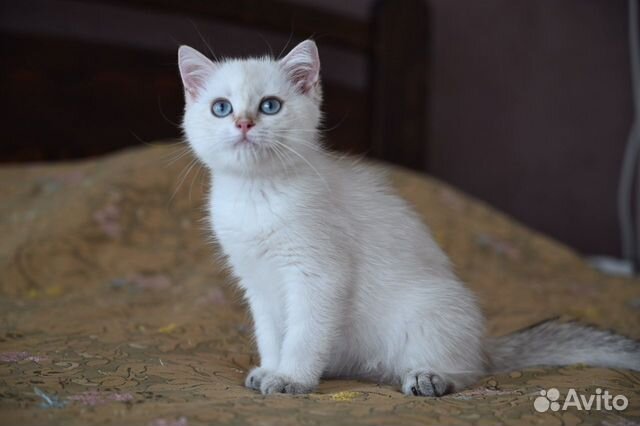 Голубоглазая шиншилла