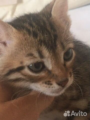 Котята бенгальские
