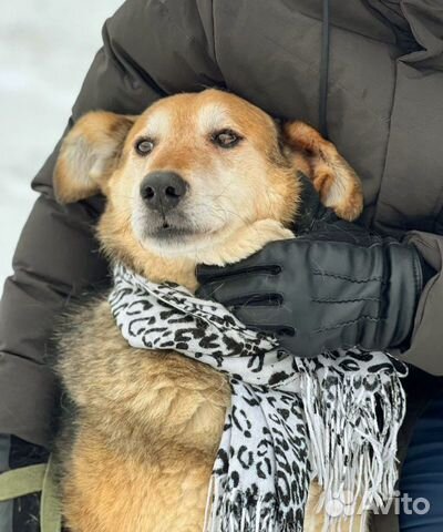 Спасите из приюта замечательную Дину