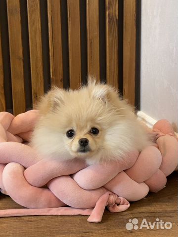 Померанский шпиц
