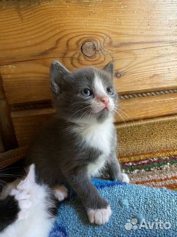 Шотладские котята