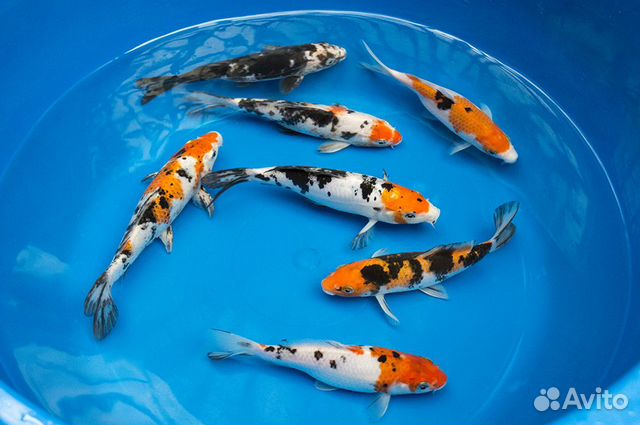 Карп Кои крупный размер Премиум