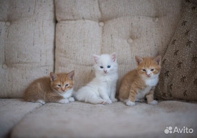 Котята рыжие и белый