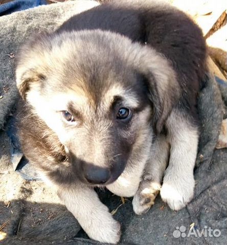 Щенки дворняжки 1,5 месяца, девочки. Бесплатно