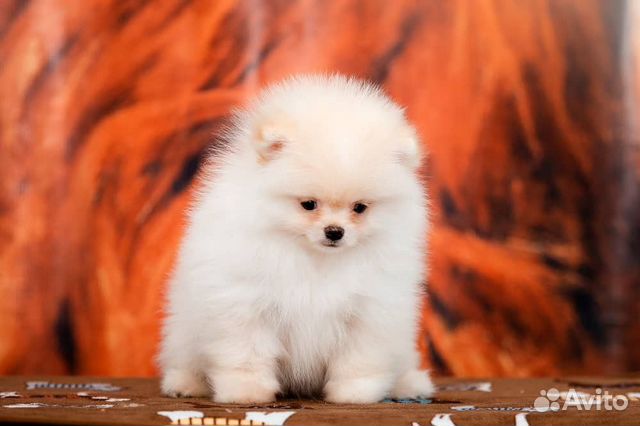 Шпиц щенок белый