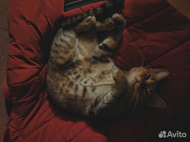 Кошка в добрые руки