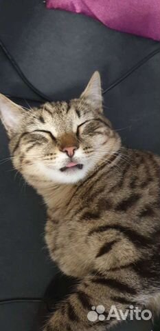 Кошки в добрые руки