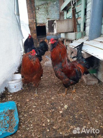 Петухи Амераукана