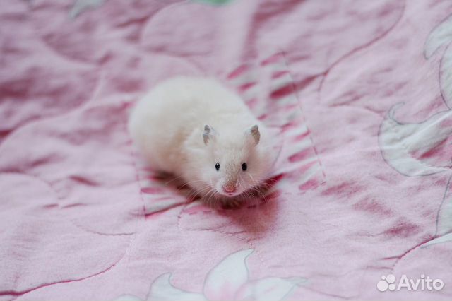 Сирийский хомяк девочка