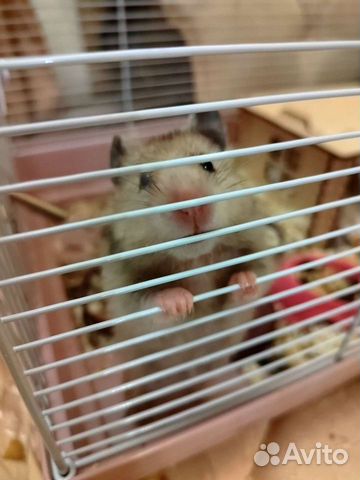 Джунгарские хомячки