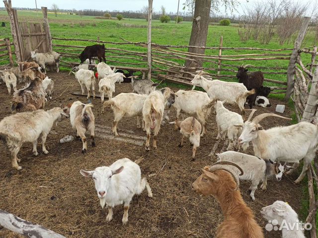 Козы молочной породы