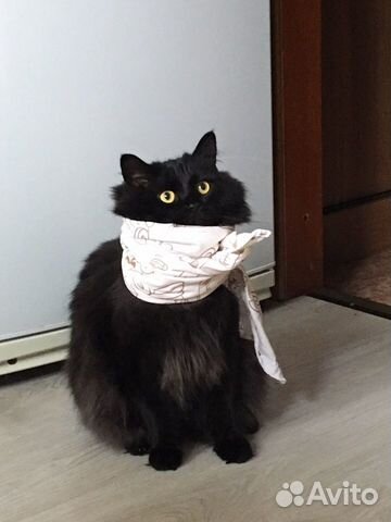 Кот Борман в добрые ручки