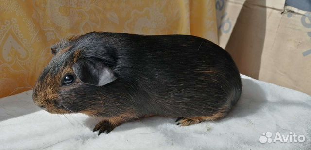 Морские свинки