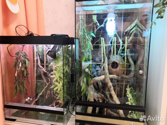 Террариум для рептилий