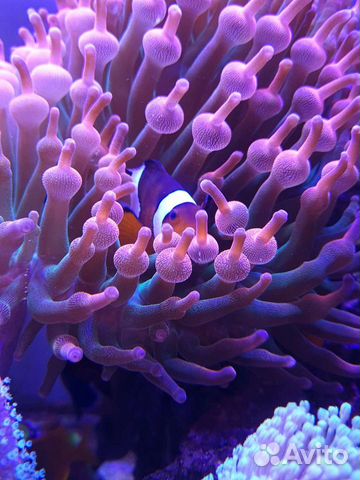 Морской аквариум