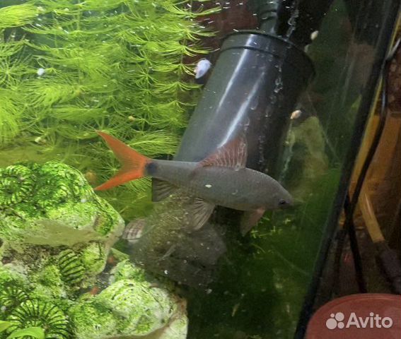 Лабео френатус