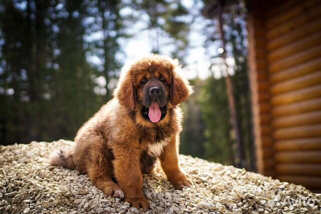 Тибетский мастиф