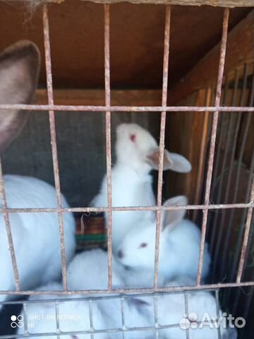 Крольчата калифорния