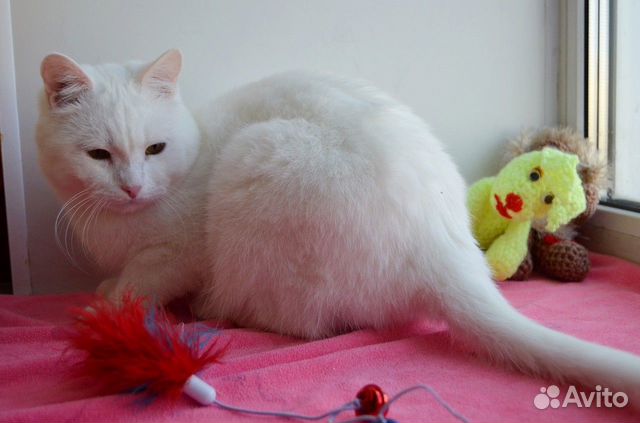 Отдам молодого кота. Кастрирован