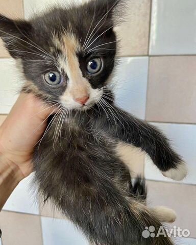 Котенок девочка выбросили на улицу