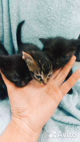 Котята в добрые руки бесплатно