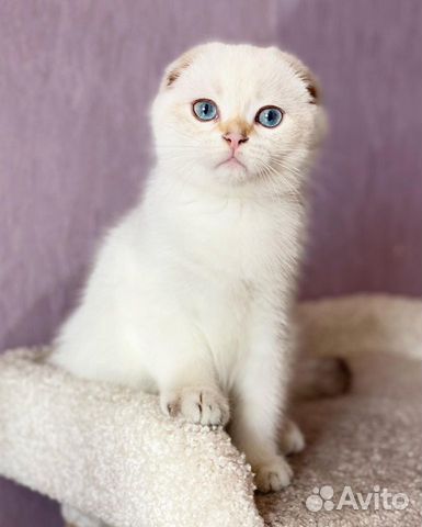 Шотландский котик