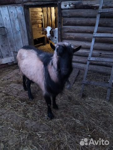 Чешский козел