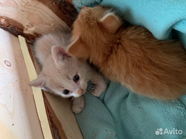 Котята