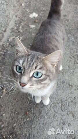 Молоденькая кошечка ищет дом