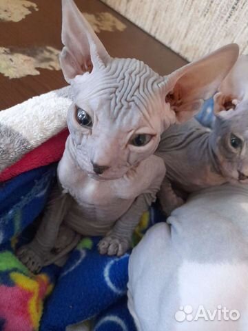 Канадский и донской сфинкс котята