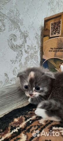 Вислоухие котята в добрые руки