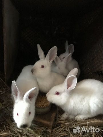 Крол 4 месяца