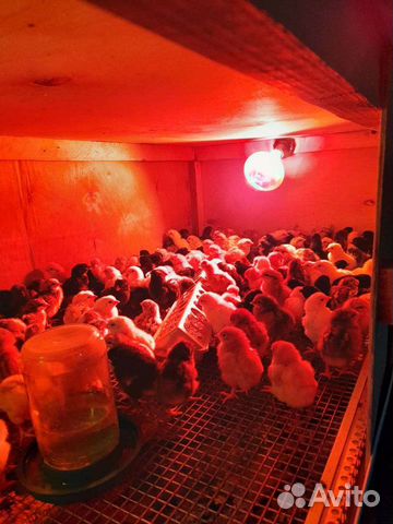 Цыплята суточные