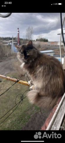 Кошка бесплатно