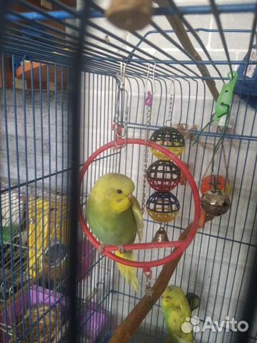 Волнистый попугай, птенец