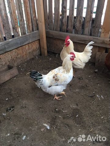 Молодые петушки