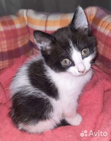 Котёнок девочка