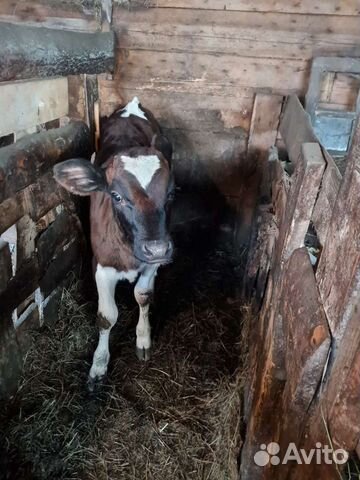 Телята телочки