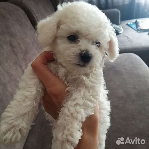 Щенки бишон фризе