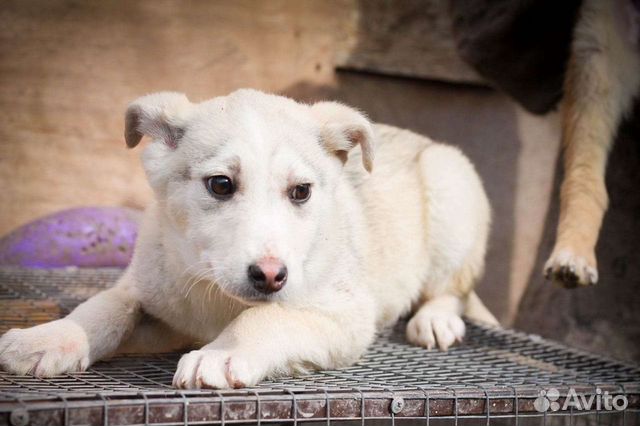 Очаровашка для души щенок 3,5 месяца бесплатно