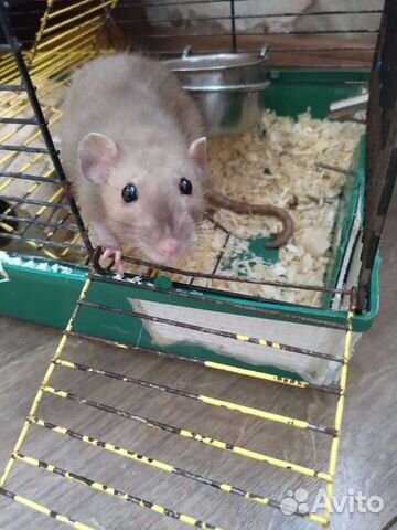 Крыса с клеткой