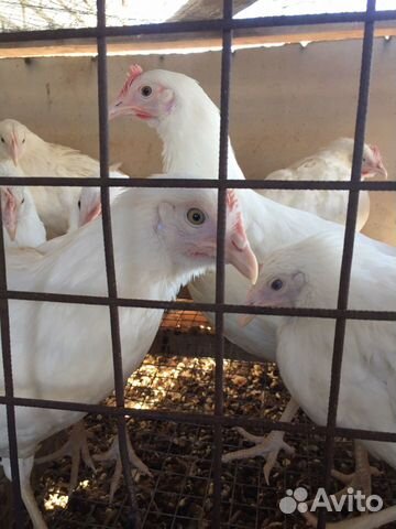 Курицы несушки белые