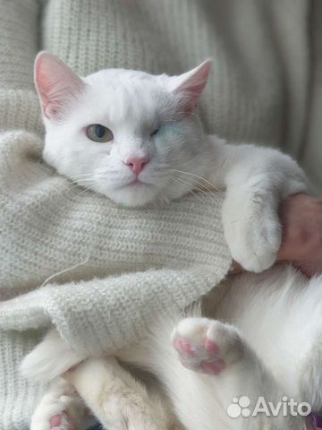 Белый Ангел