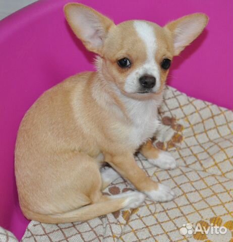 Очаровательные девчульки