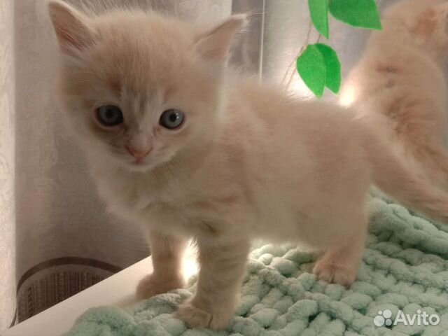 Британские котята