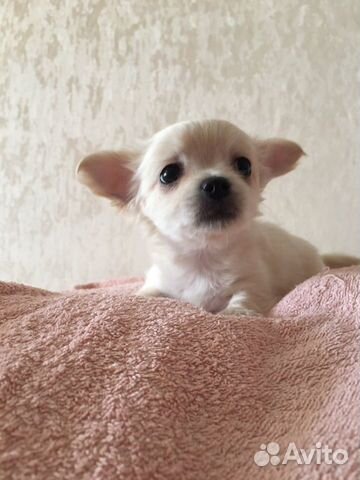 Щенки чихуахуа