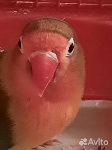 Неразлучки